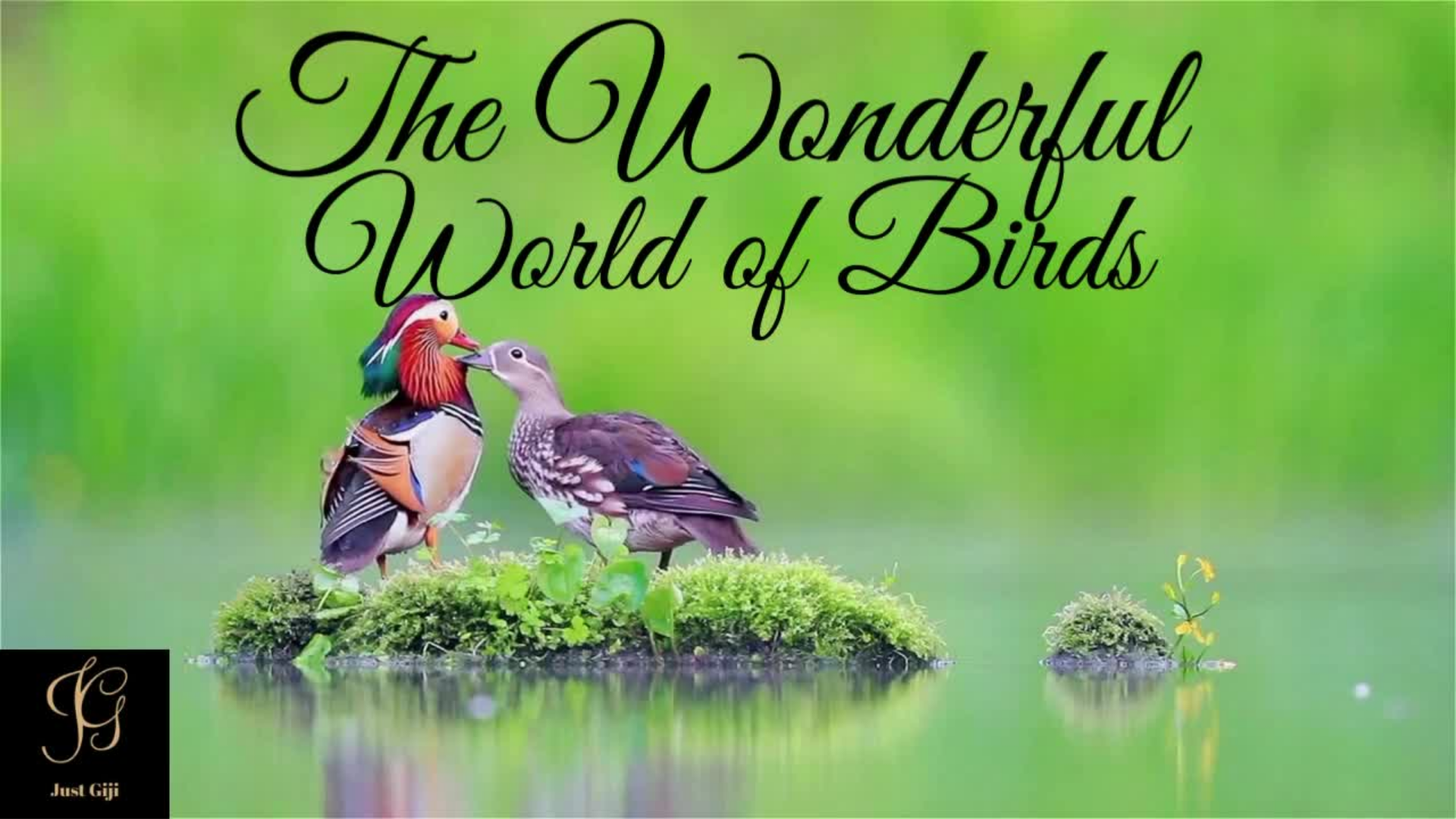 Birdwatching Documentary: The Wonderful World of Birds – Just Giji